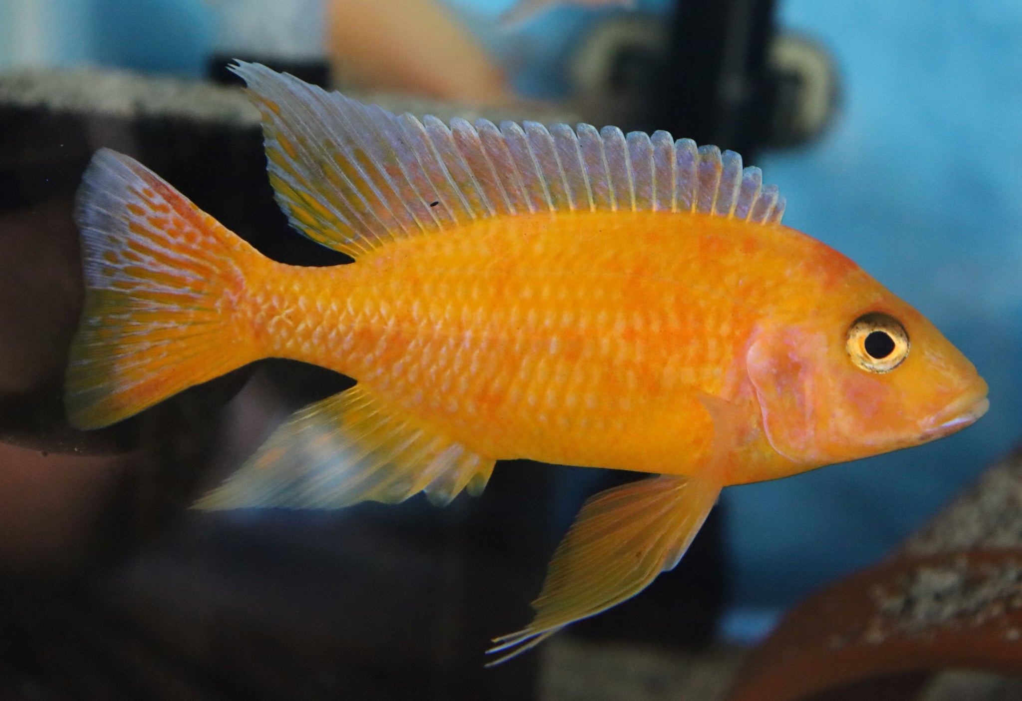 Dragon Blood Peacock Cichlid for Sale – Cichlid Shire