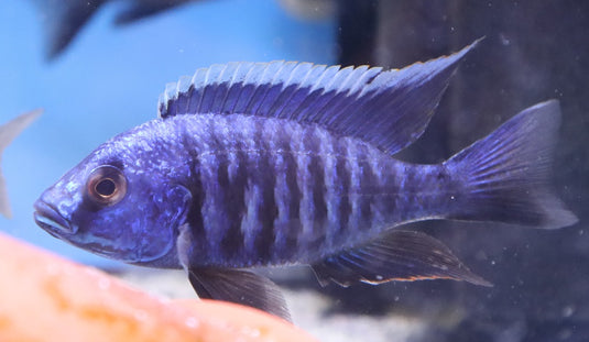 Azureus Cichlid for Sale – Cichlid Shire