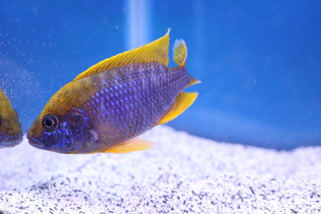 Lemon Jake Cichlid for Sale - Yellow & Blue African Peacock Cichlid ...